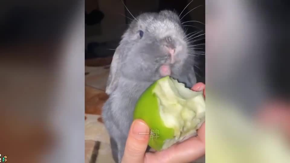 动画片里面的情节正在现实生活中上演