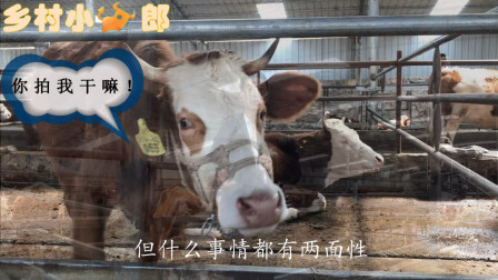 乡村小牛郎:养殖肉牛要怎样养才能赚钱,看完就懂了!