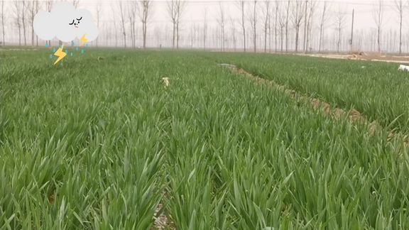 绿油油的麦子,生长的季节!