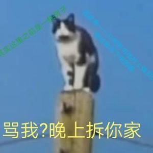 神喵cat 