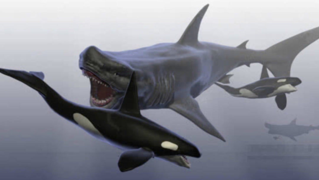 巨齿鲨VS虎鲸,16米的巨齿鲨能否杀死10米的虎鲸,它们谁厉害?