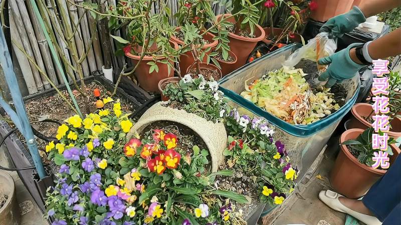 厨余垃圾不要扔,红姐这样处理变身有机肥,省下肥料钱好买花