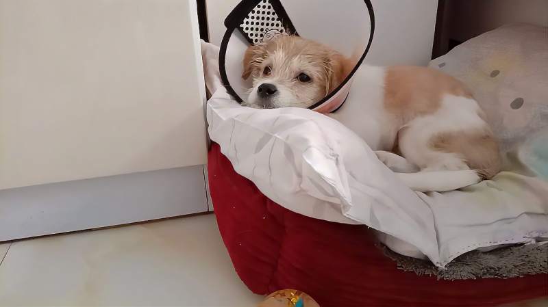 细小还没好彻底的小奶狗,又得了皮肤病,两条后腿长满了脓泡