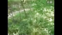 反对打狗视频《宠.哀》