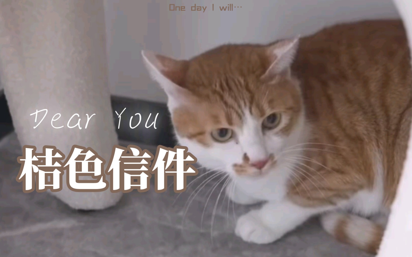 邮寄一封桔色信件,Dear my orangeฅ ̳͒•• ̳͒ฅ
