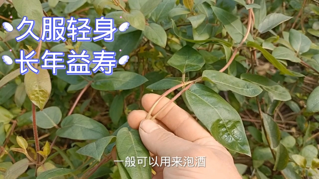 农村常见的一种植物名叫“忍冬藤”,就是金银花的藤,用处多价值高,...