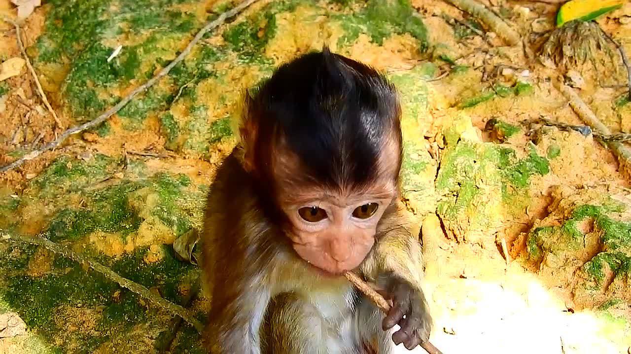 小猴子真是个好奇宝宝,完全不能闲下来,是有多动症吗?