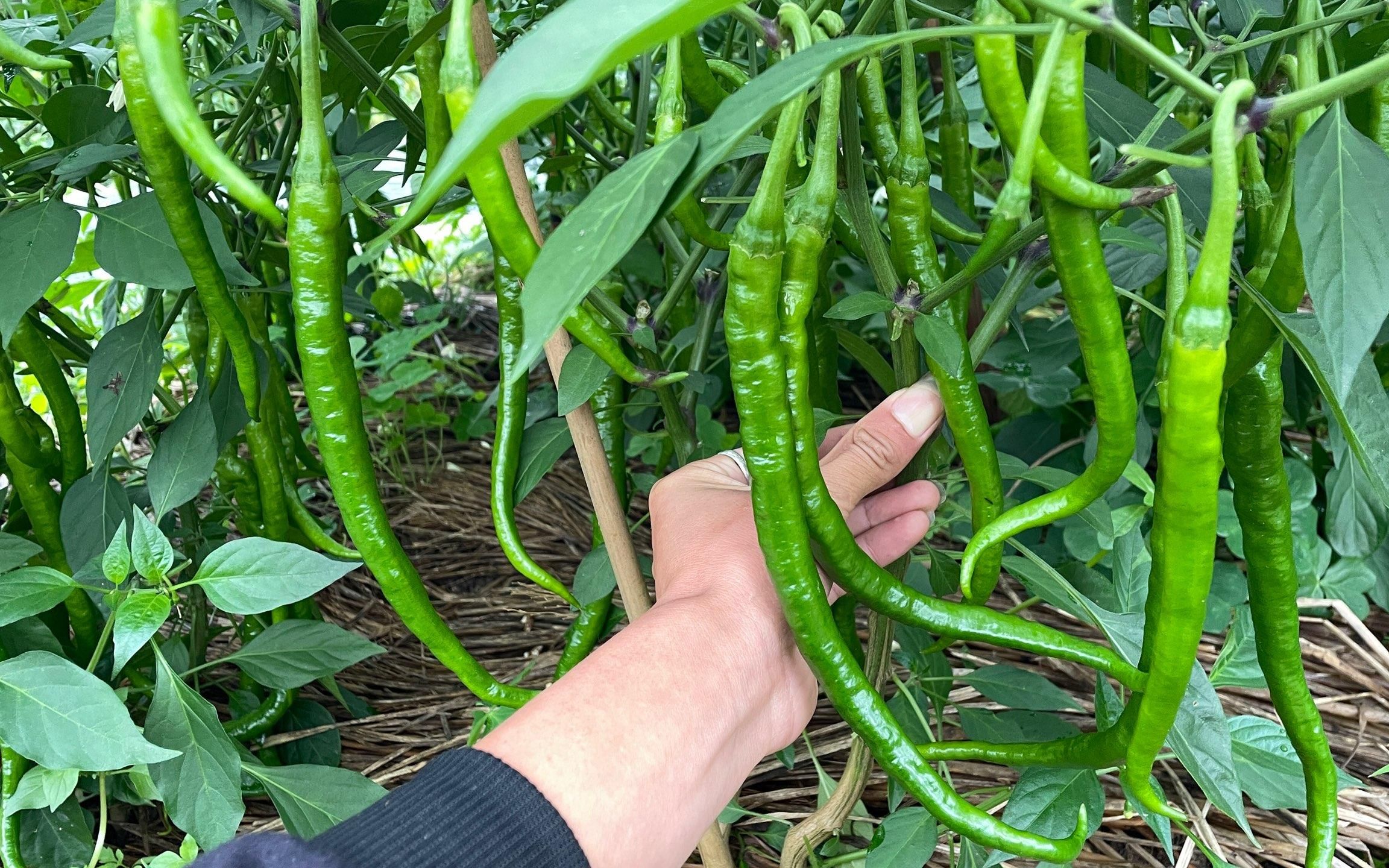 种植辣椒正确的管理方法,做好2点,辣椒后期又多又好