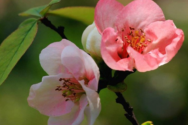 园林中常见四种海棠的区别