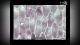 新课改 高中生物视频 观察植物细胞质壁分离与复原