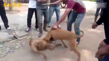 第一次见这种残忍斗狗, 场面掌控不住