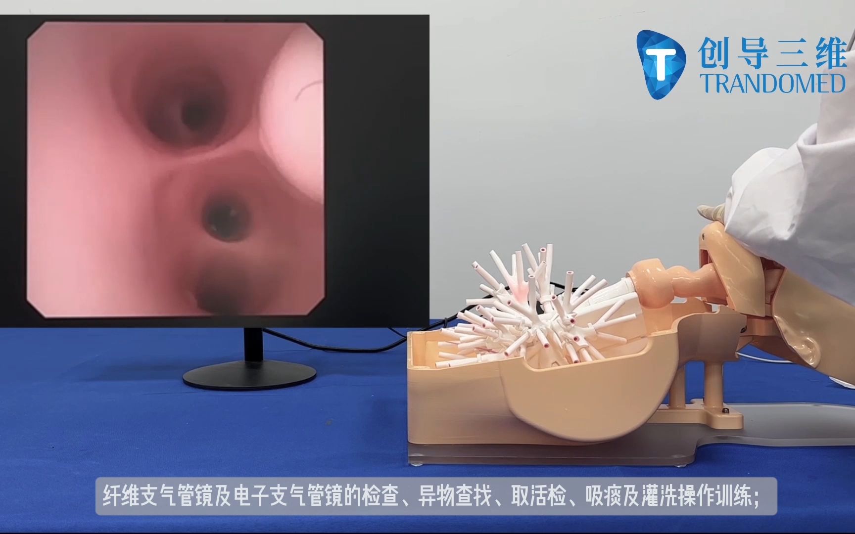 全新版支气管内窥镜模型 优质模型源自创导三维