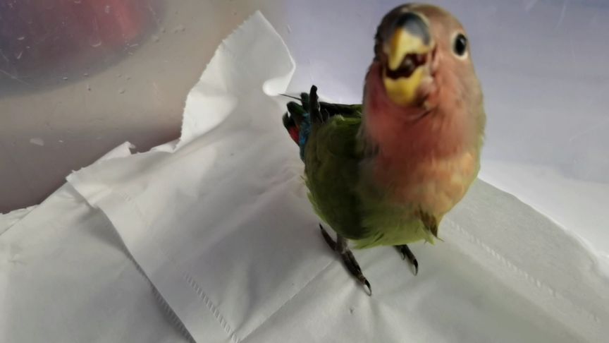 鹦鹉成长记录,第20天,鹦鹉幼仔早期嗑谷子视频。