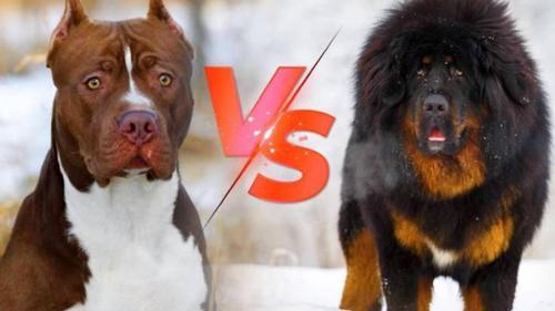 比特犬跟藏獒的战斗,谁将怀才不遇