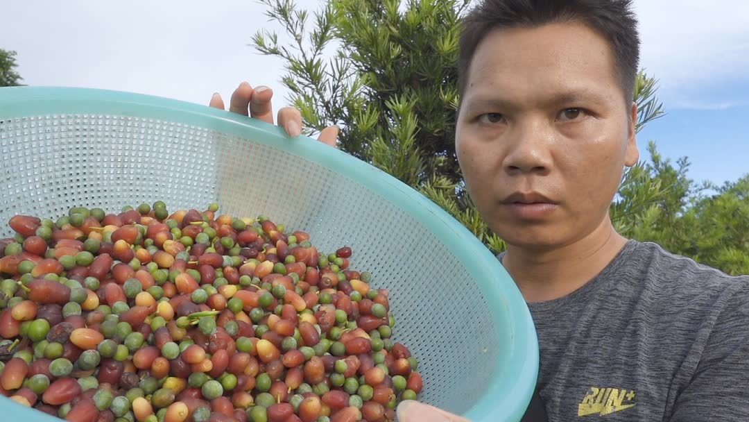 摘罗汉松果泡酒,果子很甜,酒好香!vlog