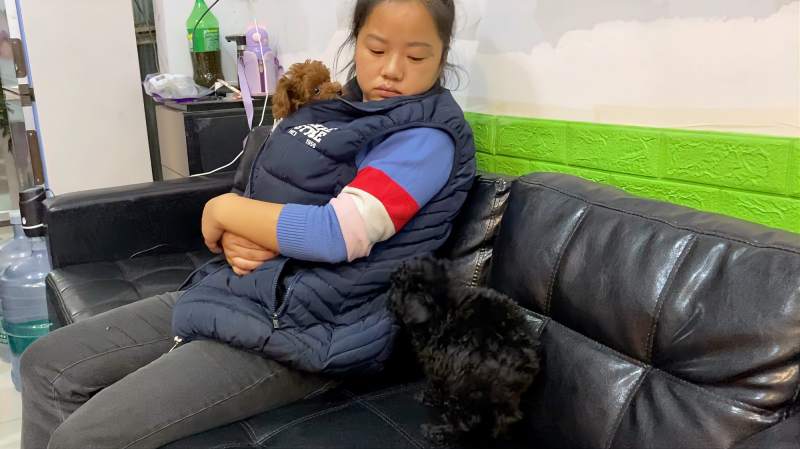 泰迪感冒打针打怕了,晚上做恶梦叫了一晚上,想换掉又不舍得