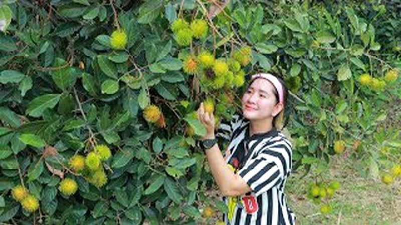 满山的青荔枝成熟了,美嫂摘回家做一次美味的冰镇沙拉尝尝