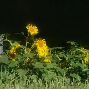 安圣馨家纺 