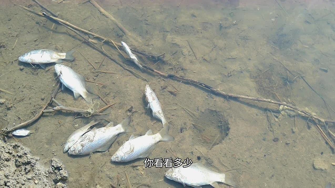 这个水库短短几天的时间不知为什么,死鱼飘满岸边,看着好可惜