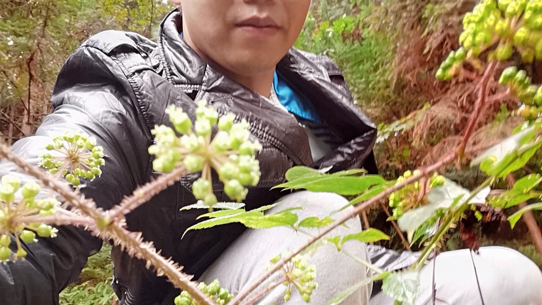 认识身边的花草树木系列视频——楤木