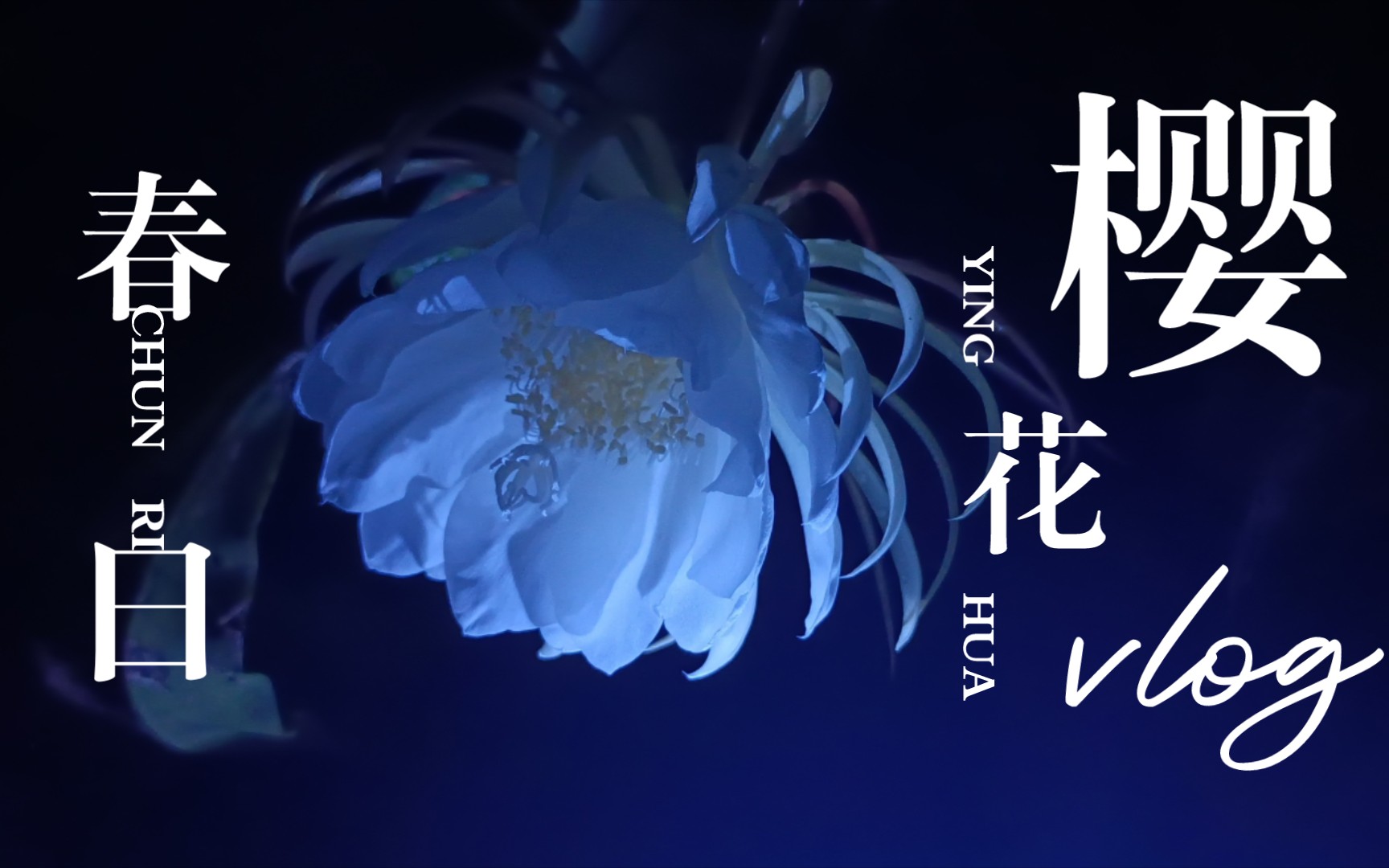 记录短暂而绚烂的一刻———月下美人:昙花