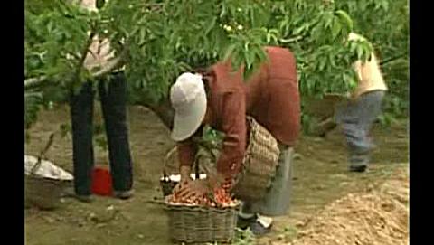 大棚樱桃种植方法及最新种植管理技术 高产优质是关键