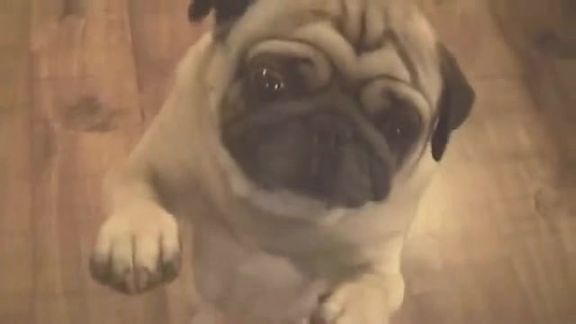 超可爱的沙皮狗正在表演跳舞