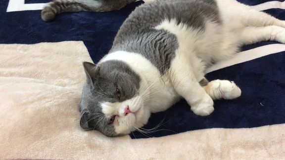 喜欢撒娇的猫咪到底有多可怕?猫咪躺铲屎官床上跪求撸它!