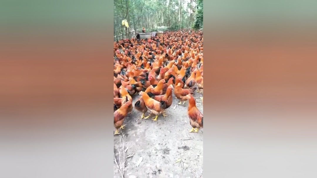 ...整洁干净的环境是基础,鸡雏的成败是关键! 治疗=环境+管理+治疗方案...