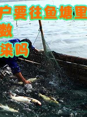 为什么养殖户要往鱼塘里撒尿素,这是什么招数?鱼不会被污染吗?#奇闻...