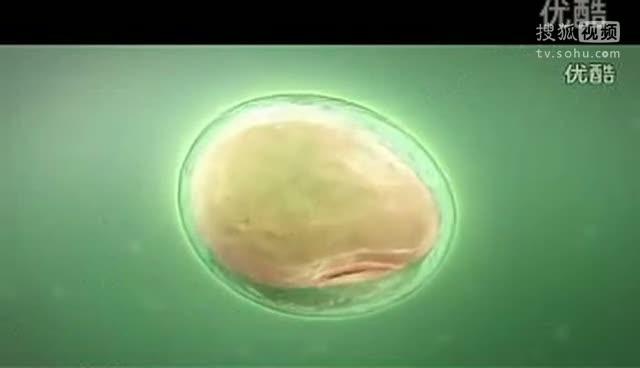 试管婴儿体外受精过程视屏