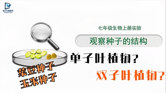 观察种子的结构,区分单子叶植物和双子叶植物,详解来了