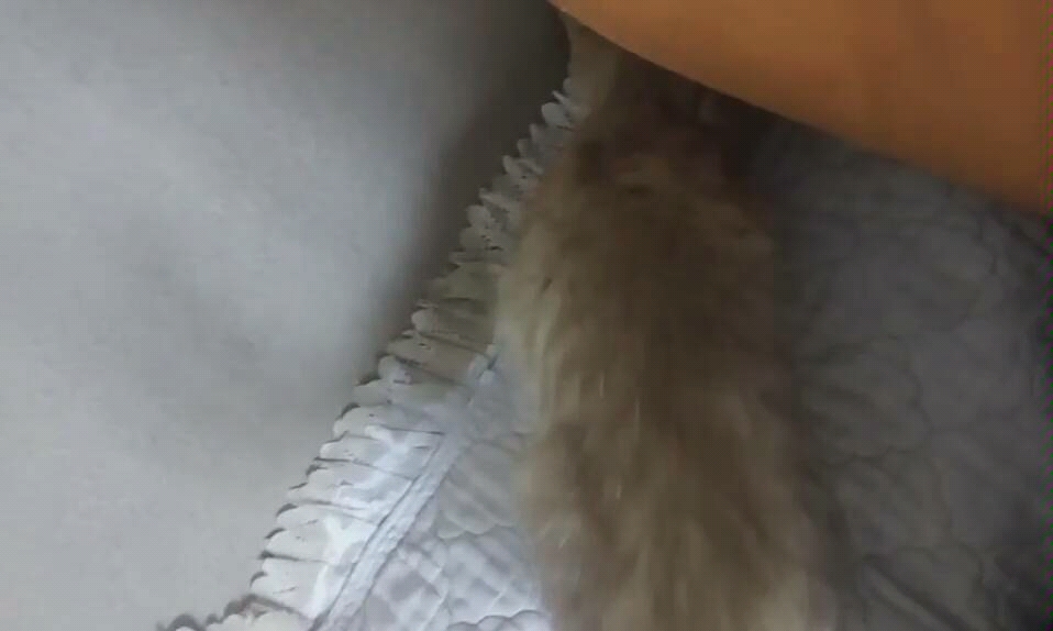 突然发现我家水卡和姜阿姨家的小咪这么像!