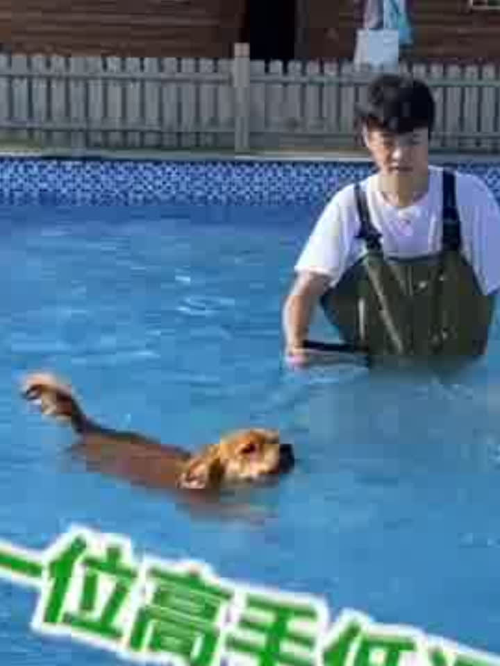 带狗狗去游泳是一种什么样的体验,结果太搞笑了