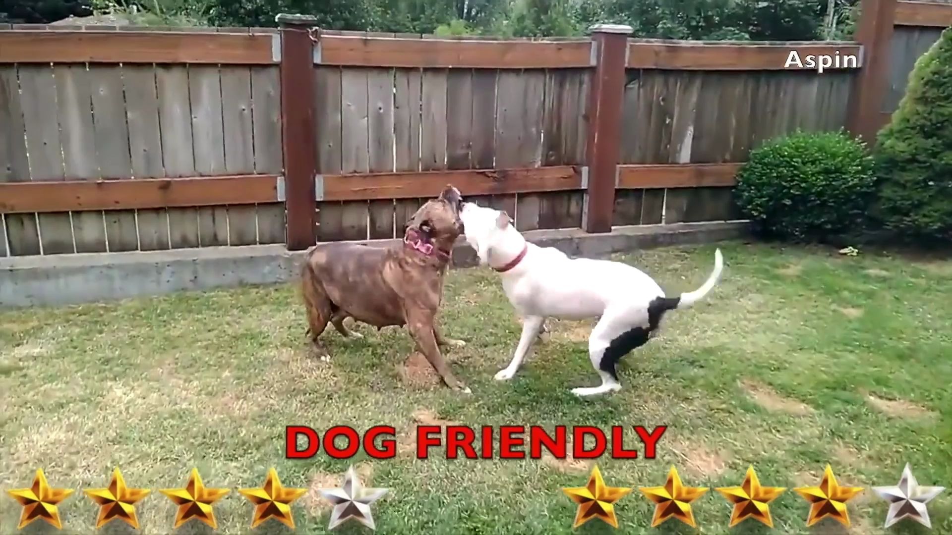 实拍罗威纳VS比特犬,世界第一猛犬!难怪见到狮子都不虚!