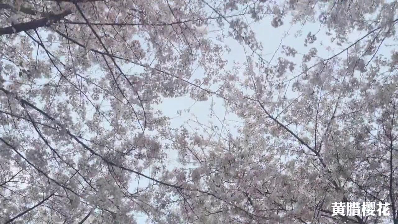 黄腊樱花园占地5000亩,内有3万多株樱花树,并种植桂花、紫薇等花卉,.