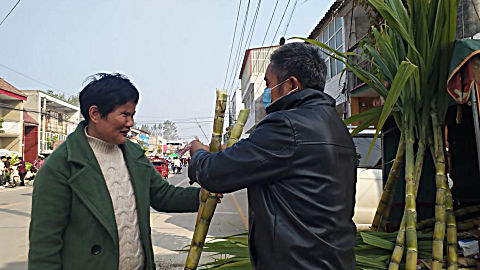 农村大叔种植黄皮甘蔗,一亩地能卖1万多块,直呼这次发财了