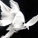 爱养鱼的大刘刘 