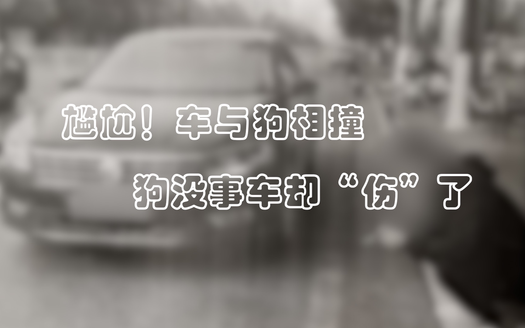 尴尬!车与狗相撞,狗没事车却“伤”了