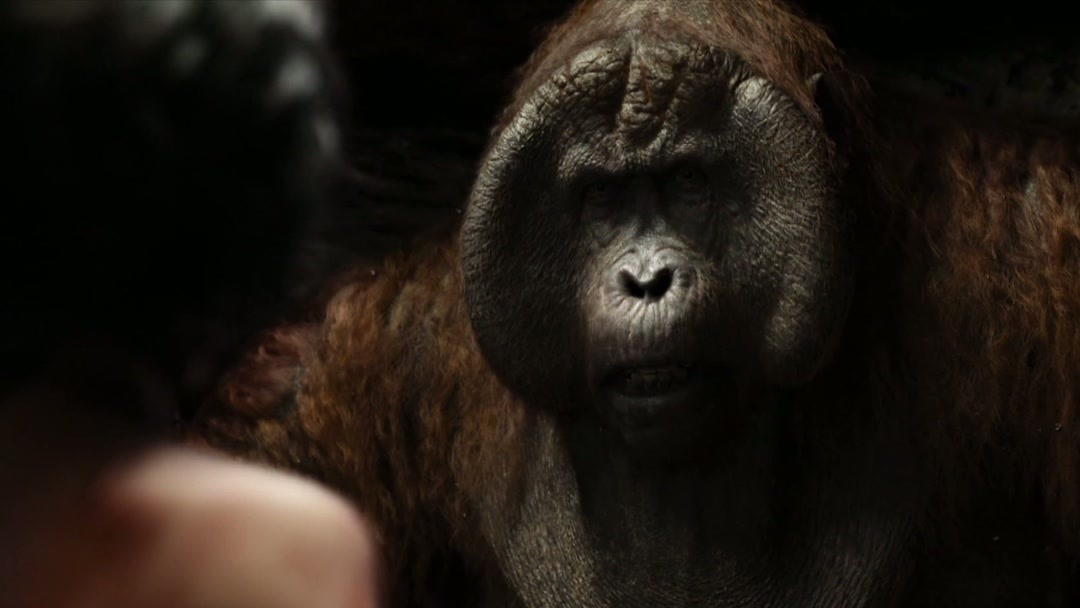 金刚妄图站在食物链的顶端!绑架狼孩企图得到火种,统一动物界