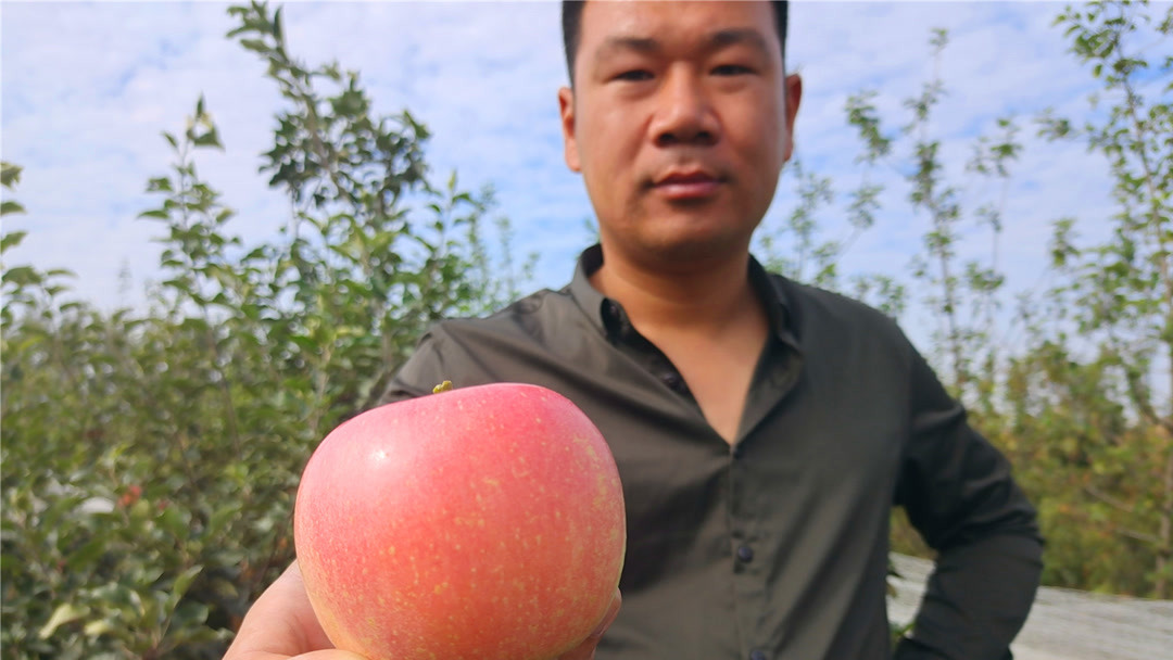 拓季苹果几年结果