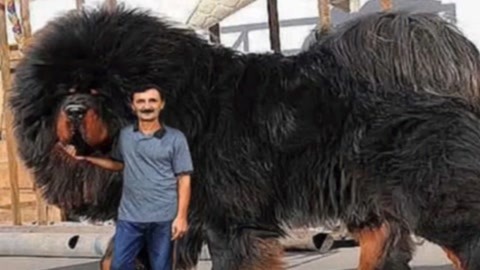 世界上最厉害的狗,5分钟就能咬死藏獒!竟然长得这么可爱?