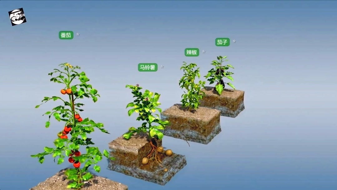 可食用的茄科植物 我们所吃的很多最重要的粮食作物属于茄科