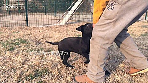 墨界黑狼犬训练幼犬161112.7482母