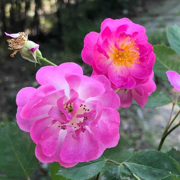 适合四楼的女人 