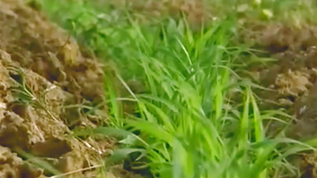 为保证谷子养分合理,间苗时间很关键,谷子3到5厘米高间苗最佳