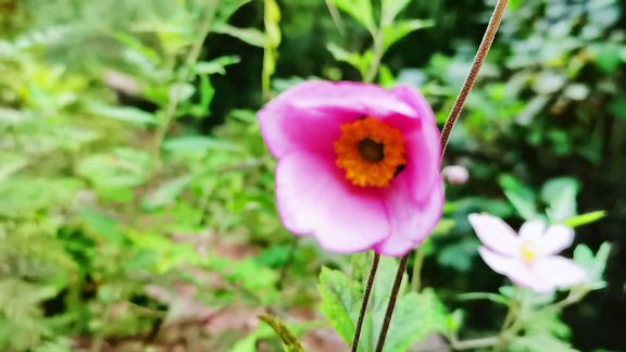 大家都是汉堡包 凭什么你们都是憨憨, 就我是宝宝ߘ�#乡野田间