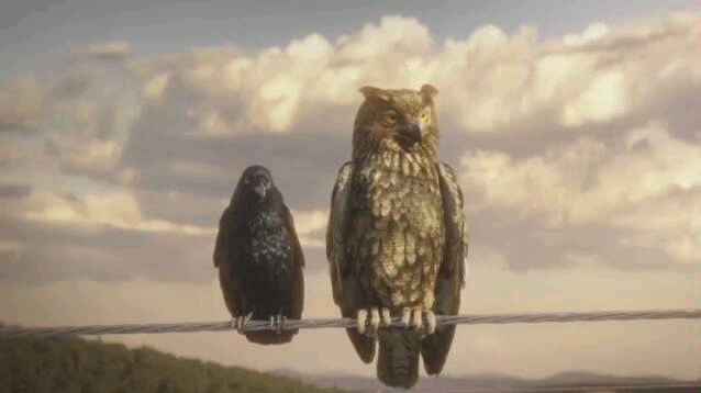 德国魔性能源广告:猫头鹰喜欢站在电线上的“刺激”电线体验完整版