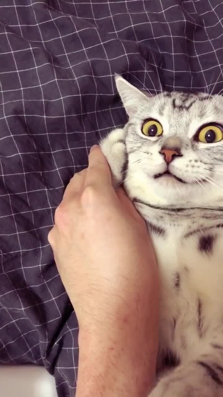 我们家猫要投诉10086,说网速太慢影响它发挥了