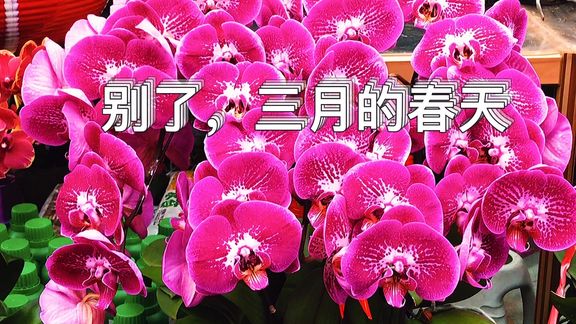 花,草之精也;好,儿女双全也;月,一个轮回也;圆,阴阳平合也